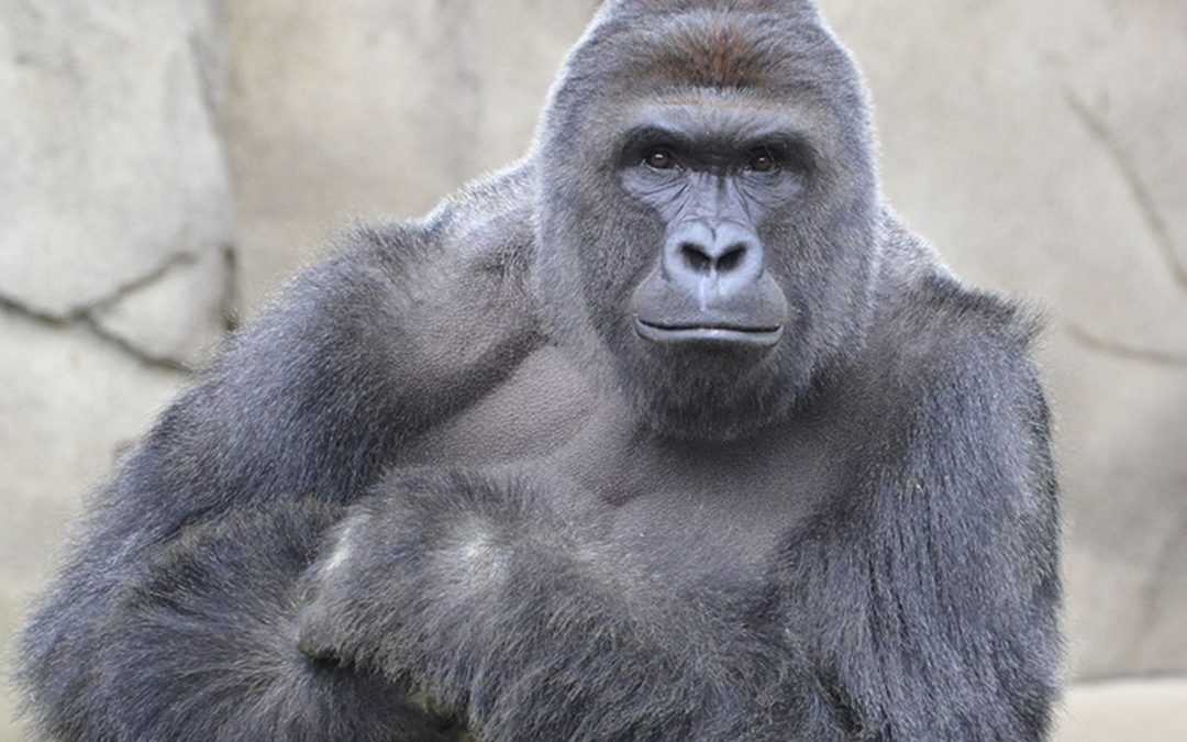 It's been five years since the Harambe episode - The Big Smoke